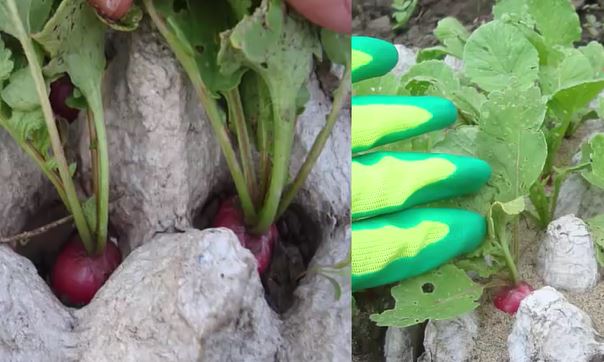 Így termessz magadnak retket egy végtelenül egyszerű módszerrel - Egy ...